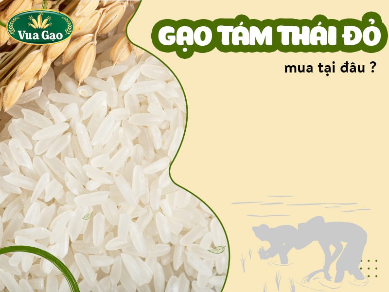 Gạo Tám Thái Đỏ Chính Hãng Giá Sỉ Mua Ở Đâu?